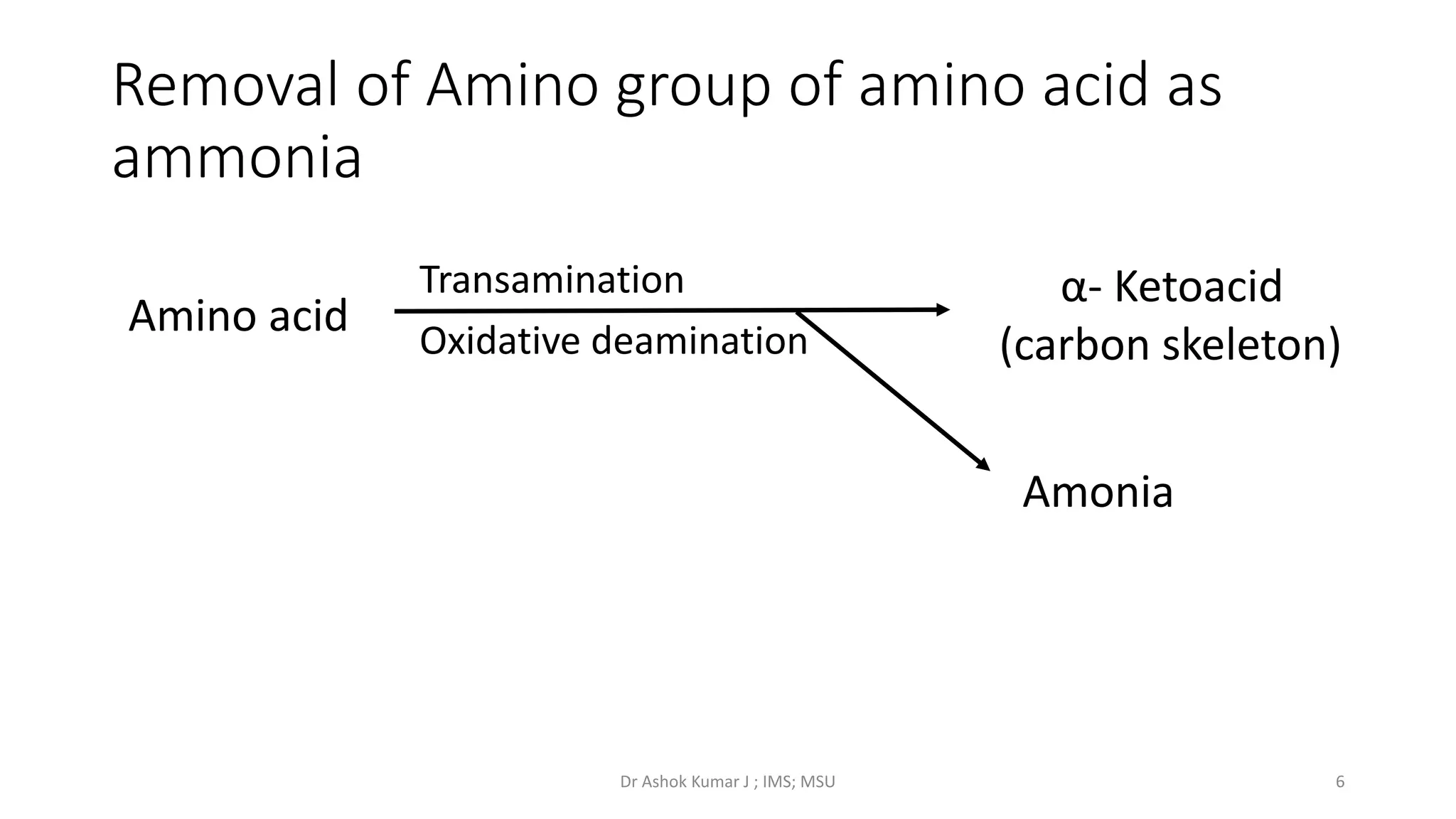 Formation of ammonia and Urea cycle by Dr. Ashok Kumar J | PPTX