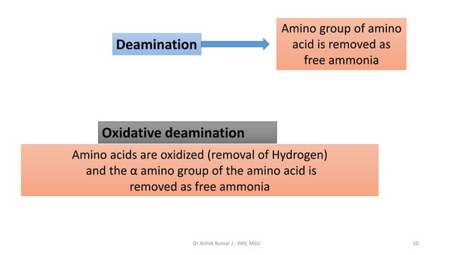 Formation of ammonia and Urea cycle by Dr. Ashok Kumar J | PPTX ...