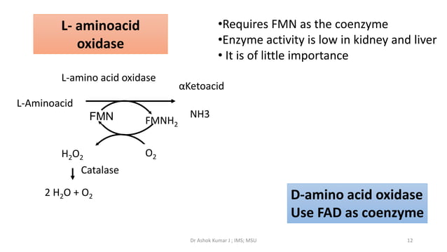 Formation of ammonia and Urea cycle by Dr. Ashok Kumar J | PPTX ...
