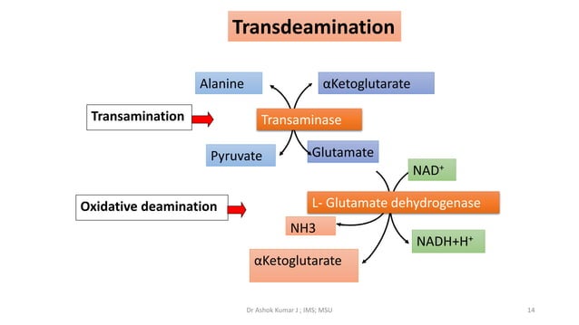 Formation of ammonia and Urea cycle by Dr. Ashok Kumar J | PPTX ...