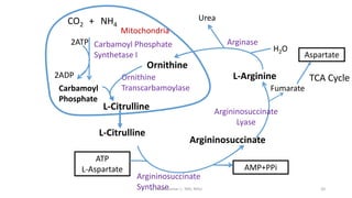 Formation of ammonia and Urea cycle by Dr. Ashok Kumar J | PPTX