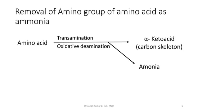 Formation of ammonia and Urea cycle by Dr. Ashok Kumar J | PPTX ...
