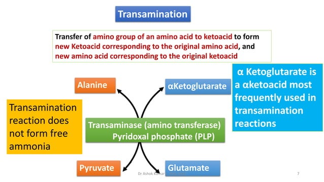 Formation of ammonia and Urea cycle by Dr. Ashok Kumar J | PPTX ...