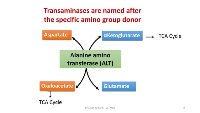 Formation of ammonia and Urea cycle by Dr. Ashok Kumar J | PPTX ...