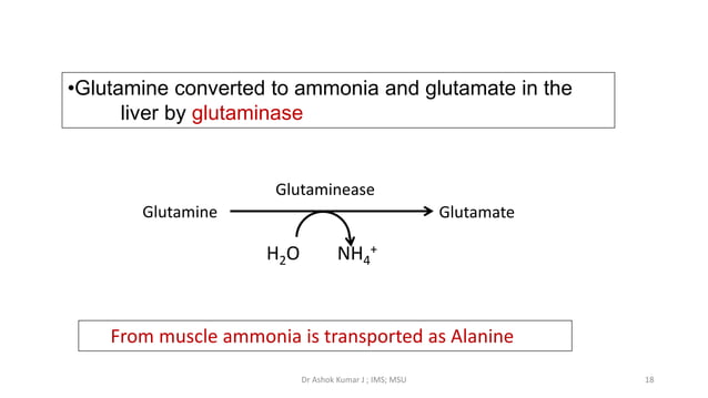 Formation of ammonia and Urea cycle by Dr. Ashok Kumar J