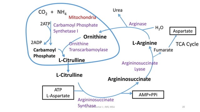 Formation of ammonia and Urea cycle by Dr. Ashok Kumar J
