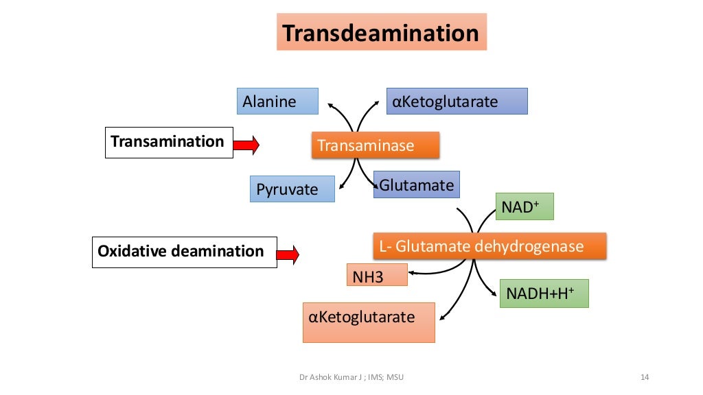 Formation of ammonia and Urea cycle by Dr. Ashok Kumar J