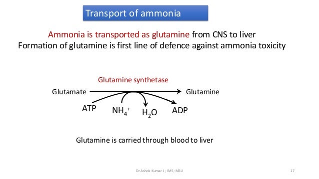 Formation of ammonia and Urea cycle by Dr. Ashok Kumar J