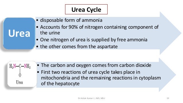 Formation of ammonia and Urea cycle by Dr. Ashok Kumar J
