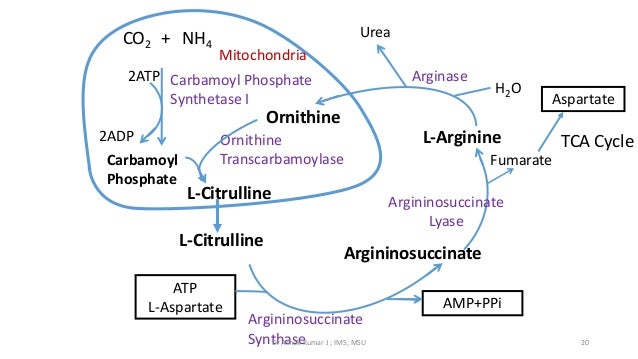 Formation of ammonia and Urea cycle by Dr. Ashok Kumar J