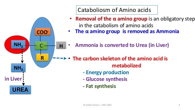 Formation of ammonia and Urea cycle by Dr. Ashok Kumar J