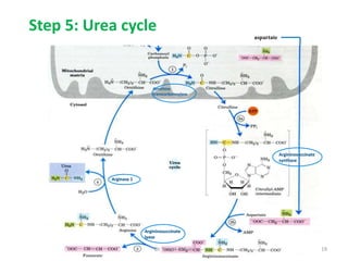 Urea Cycle Lehninger