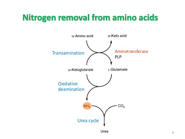 Urea cycle.. lgis