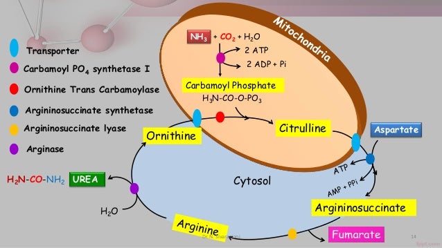 Urea cycle and its disorders