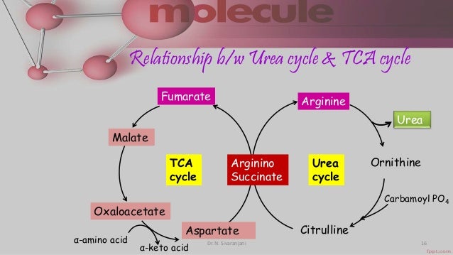 Urea cycle and its disorders