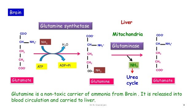 Urea cycle and its disorders