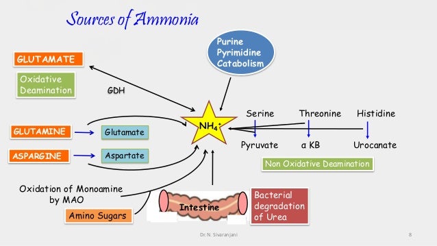 Urea cycle and its disorders