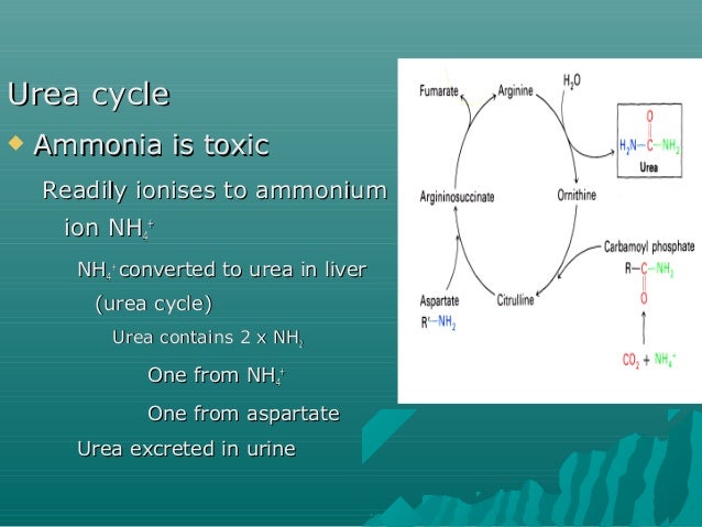 Urea cycle