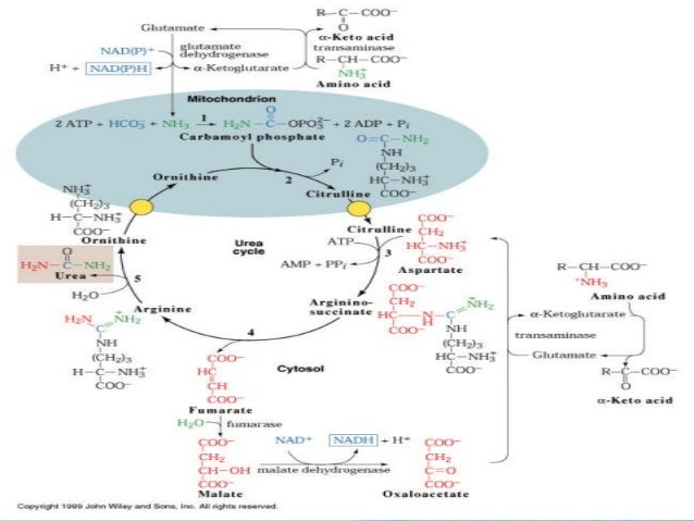Urea cycle