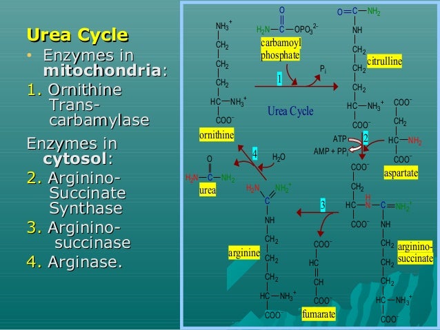 Urea cycle