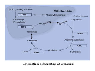 Urea cycle | PPTX