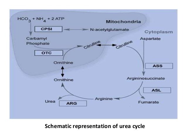 Urea cycle