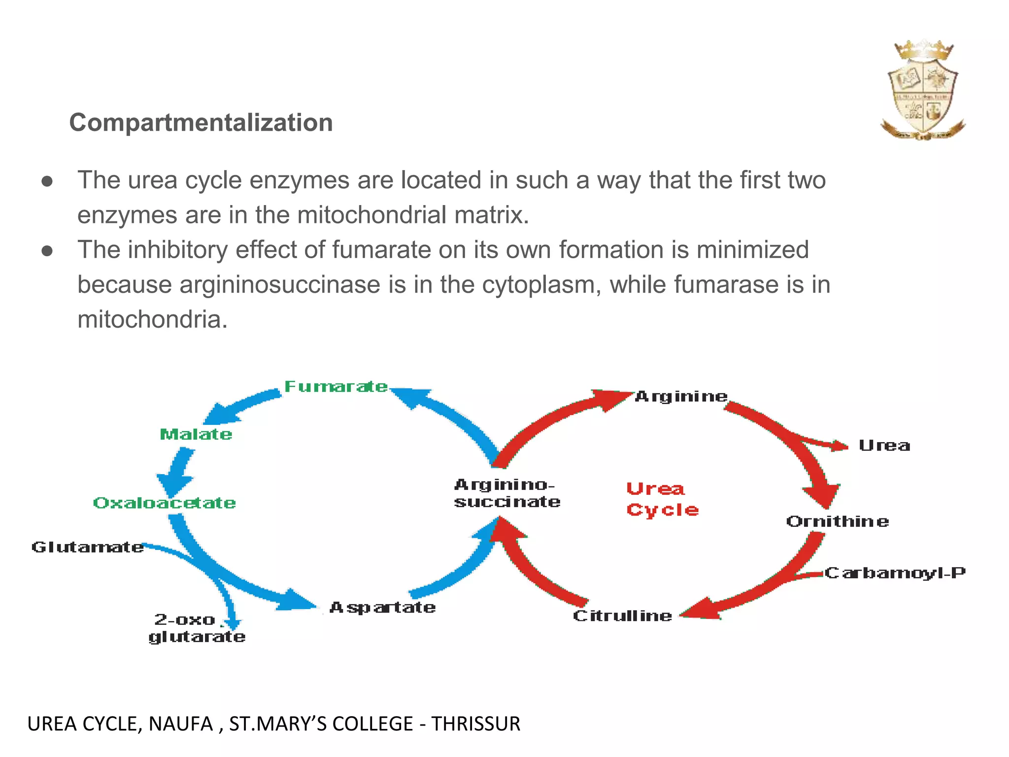 Urea cycle | PPTX
