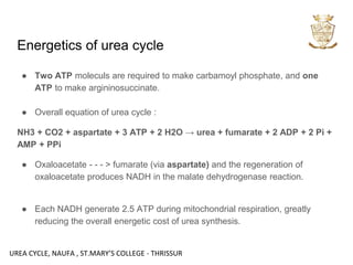 Urea cycle | PPTX
