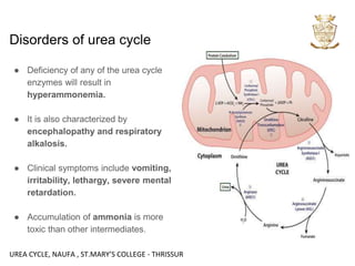 Urea cycle | PPTX