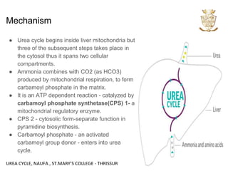 Urea cycle | PPTX