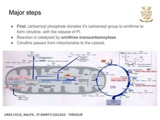 Urea cycle | PPTX