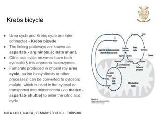 Urea cycle | PPTX
