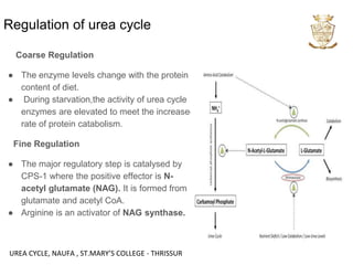 Urea cycle | PPTX