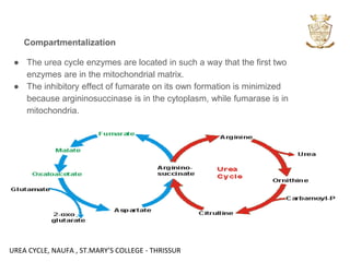 Urea cycle | PPTX