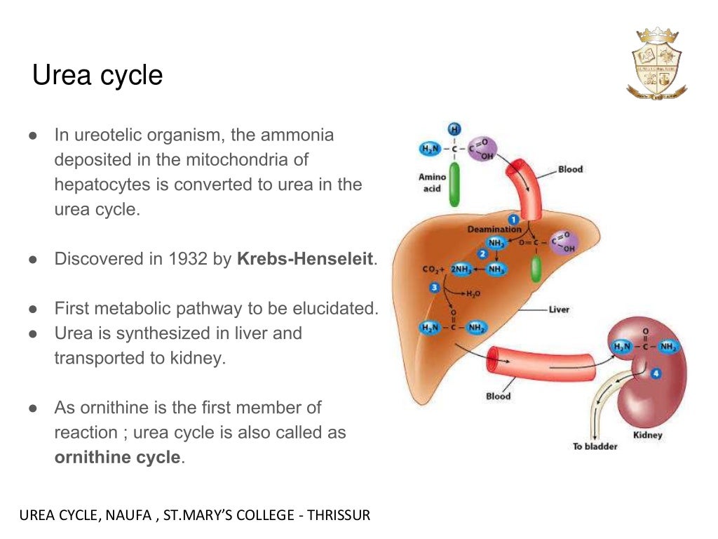 Urea cycle
