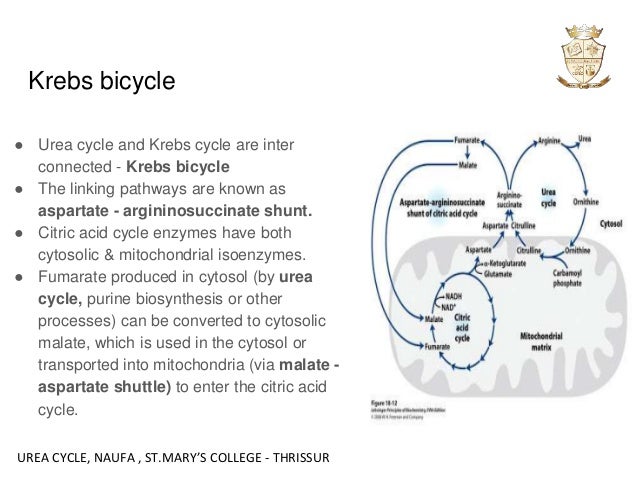 Urea cycle