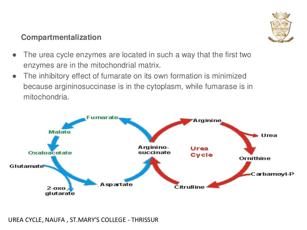 Urea cycle