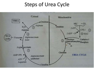 Urea cycle | PPT