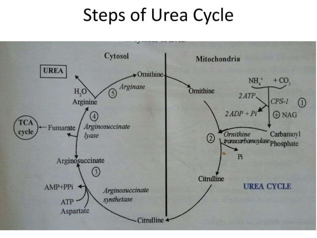 Urea cycle | PPT