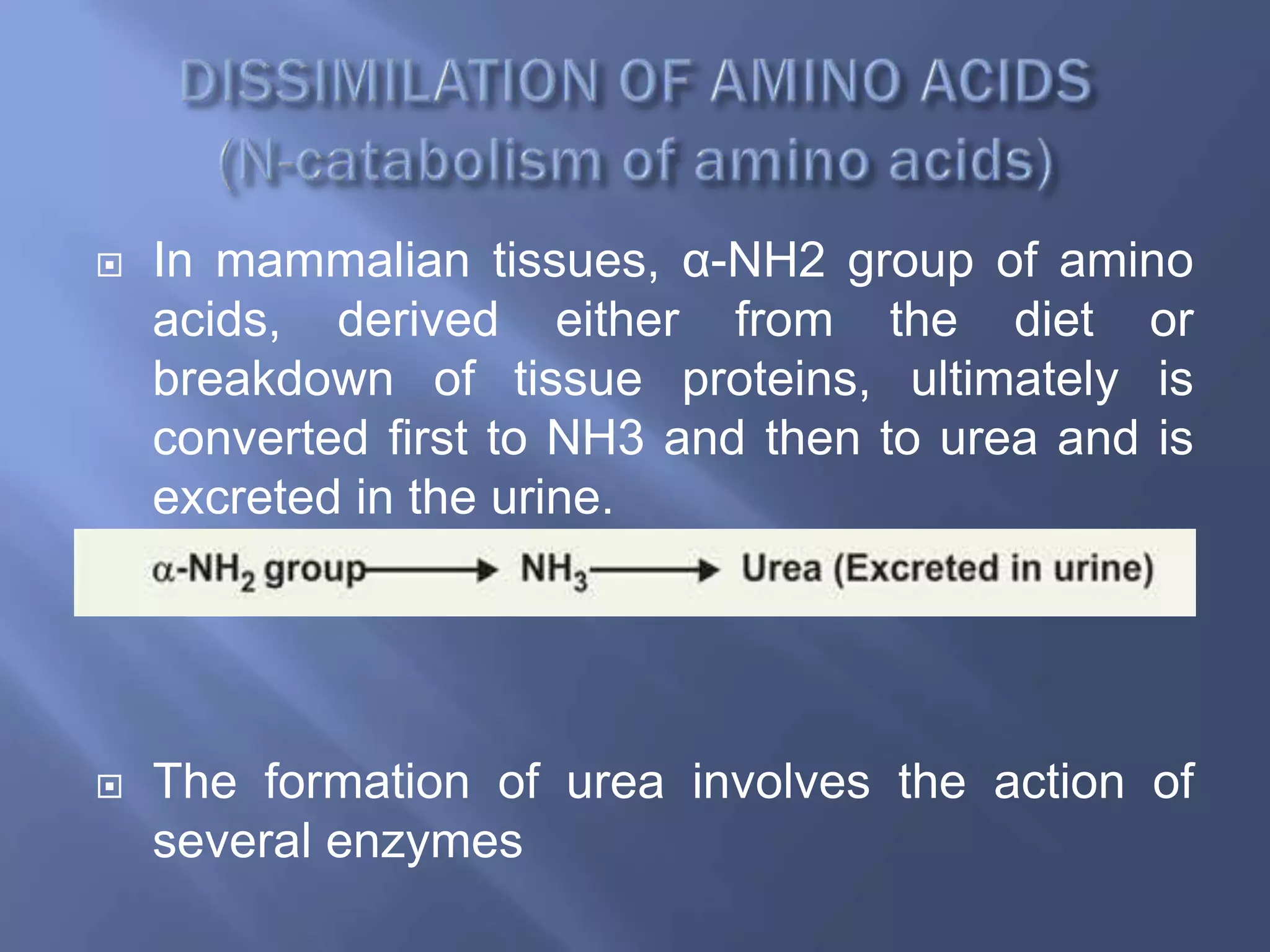 Urea cycle | PPTX
