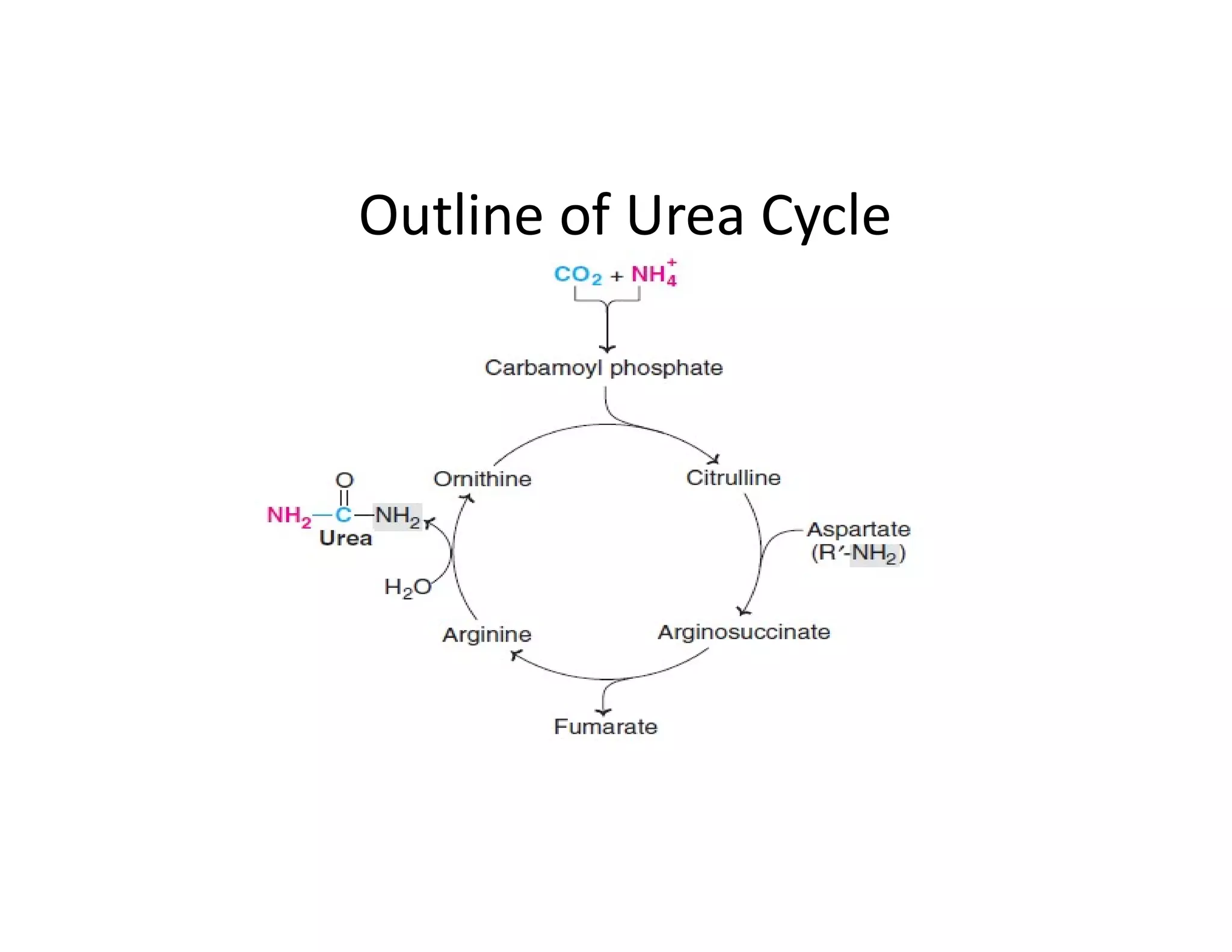 Urea Cycle | Energetics of Urea Cycle | Regulation of Urea Cycle | Metabolic disorder of Urea ...