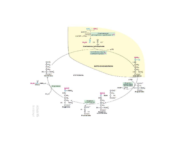 Urea Cycle | Energetics of Urea Cycle | Regulation of Urea Cycle ...