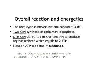 Urea Cycle | Energetics of Urea Cycle | Regulation of Urea Cycle ...