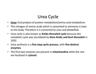 Urea Cycle | Energetics of Urea Cycle | Regulation of Urea Cycle ...