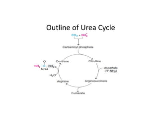 Urea Cycle | Energetics of Urea Cycle | Regulation of Urea Cycle ...