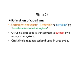 Urea Cycle | Energetics of Urea Cycle | Regulation of Urea Cycle ...