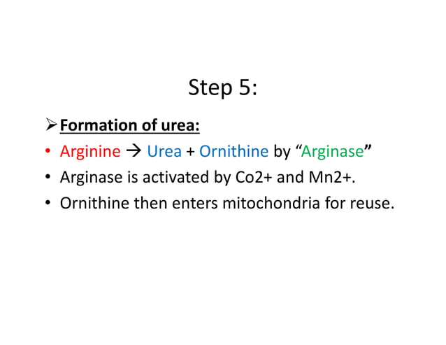 Urea Cycle | Energetics of Urea Cycle | Regulation of Urea Cycle ...