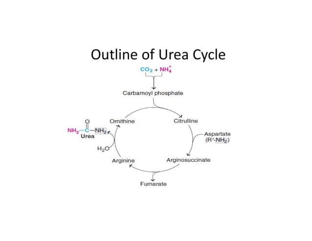 Urea Cycle | Energetics of Urea Cycle | Regulation of Urea Cycle ...
