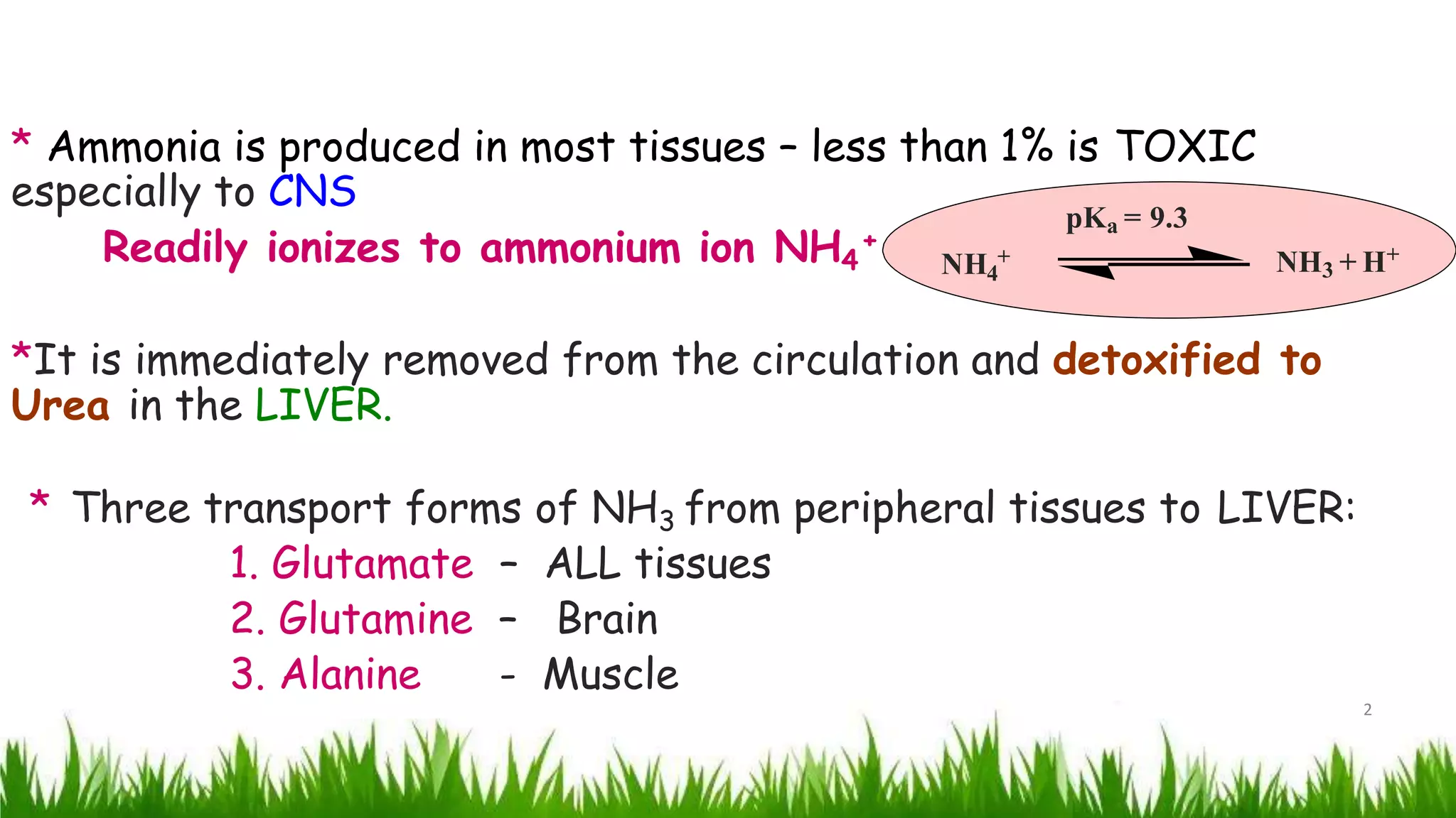 Urea cycle | PPTX