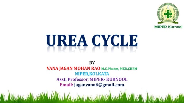 Urea cycle | PPTX | Chemistry | Science